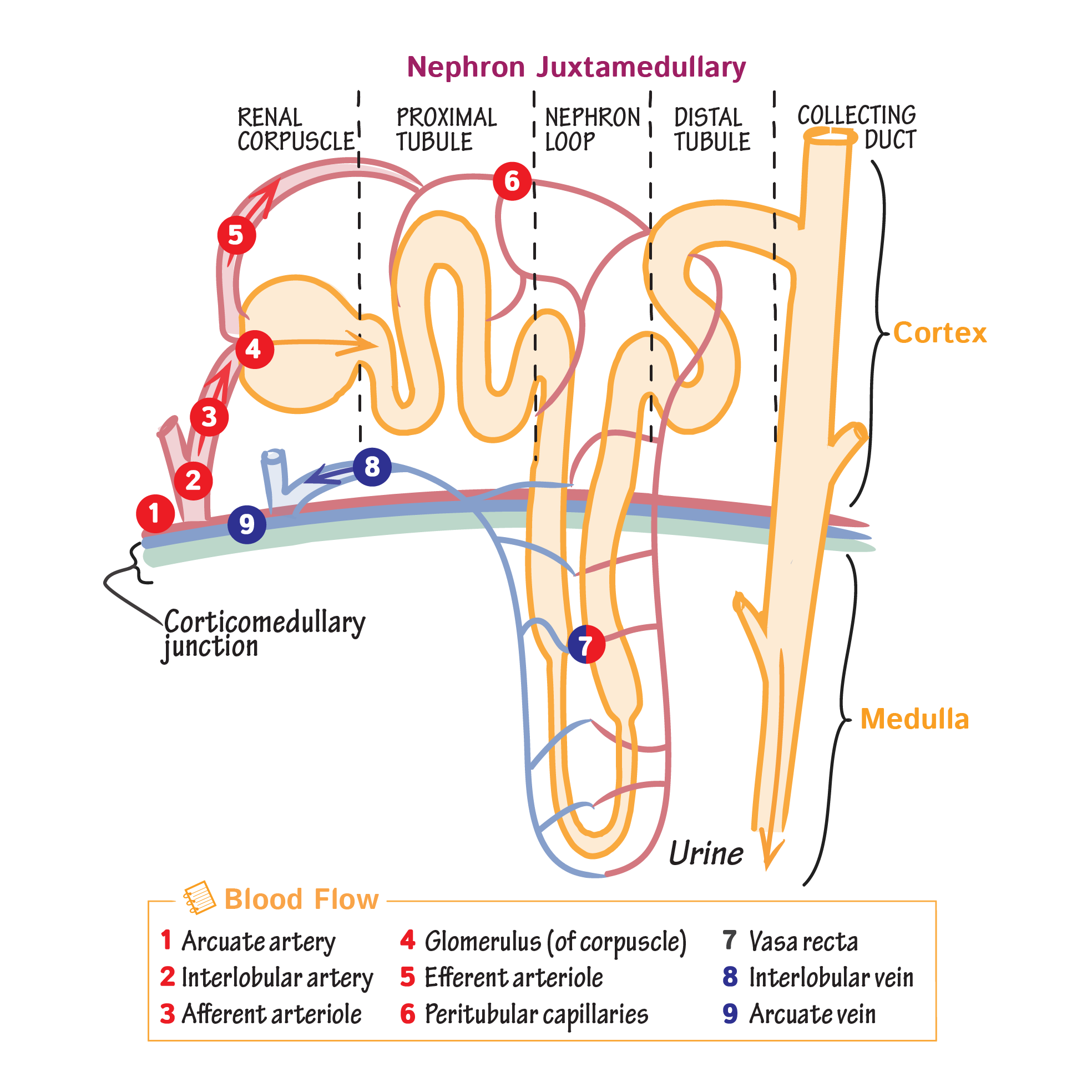 32 Draw And Label A Nephron Labels Design Ideas 2020
