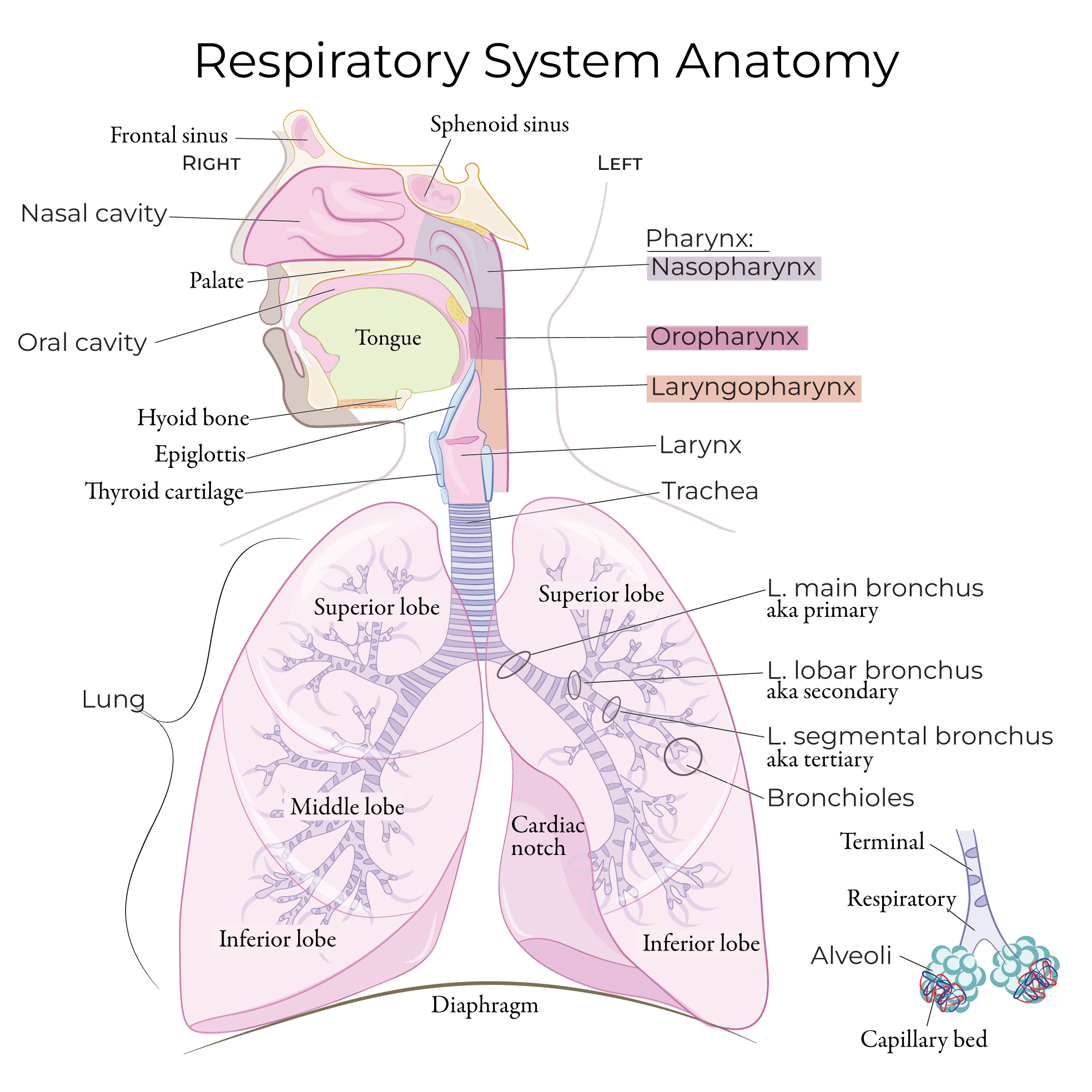 Nose And Nasal Cavity Respiratory System