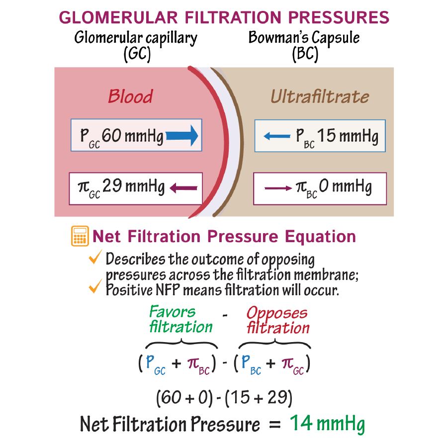 Glomerular Filtration Membrane - Physiology Flashcards | ditki medical ...