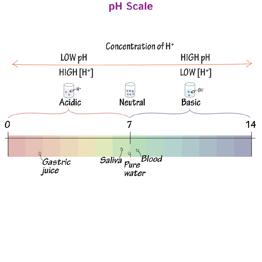 Acids & Bases - Physiology Flashcards | ditki medical and biological ...