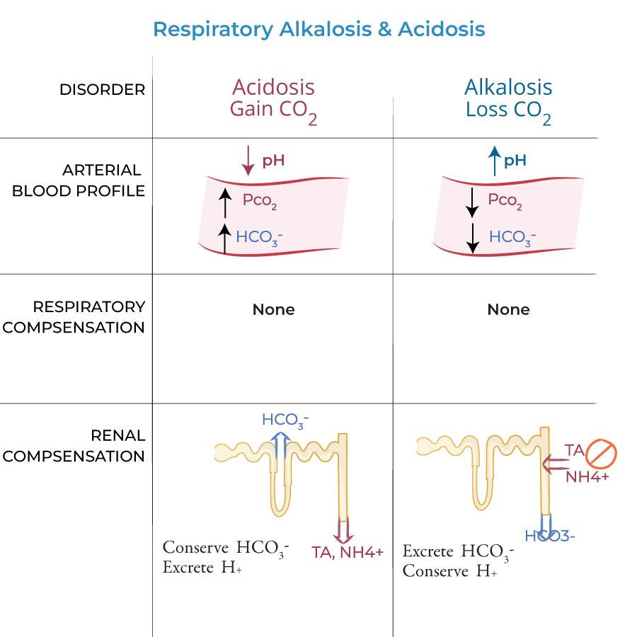 Physiology Glossary: Acidosis & Alkalosis - Causes and Compensations ...