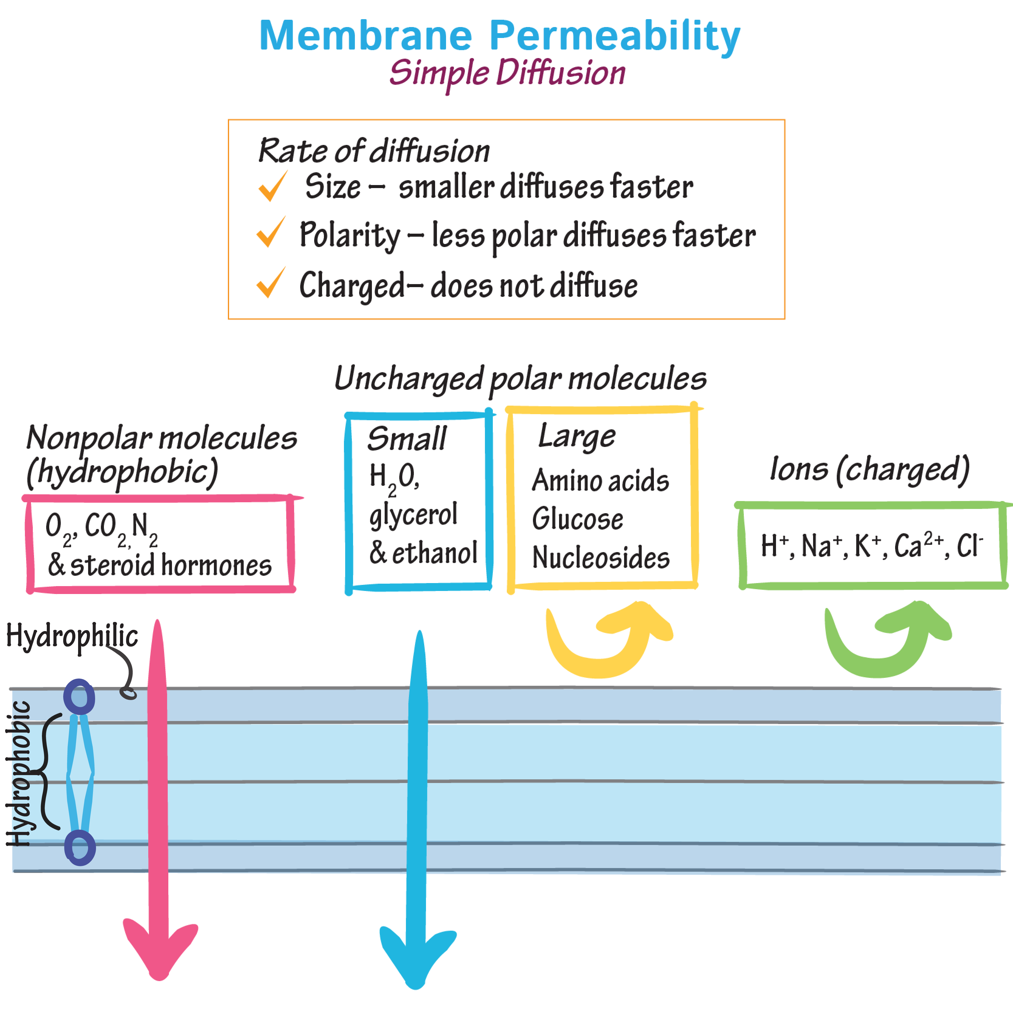 General Biology Glossary Membrane Permeability Draw It To Know It General Biology Glossary Membrane Permeability Draw It To Know It