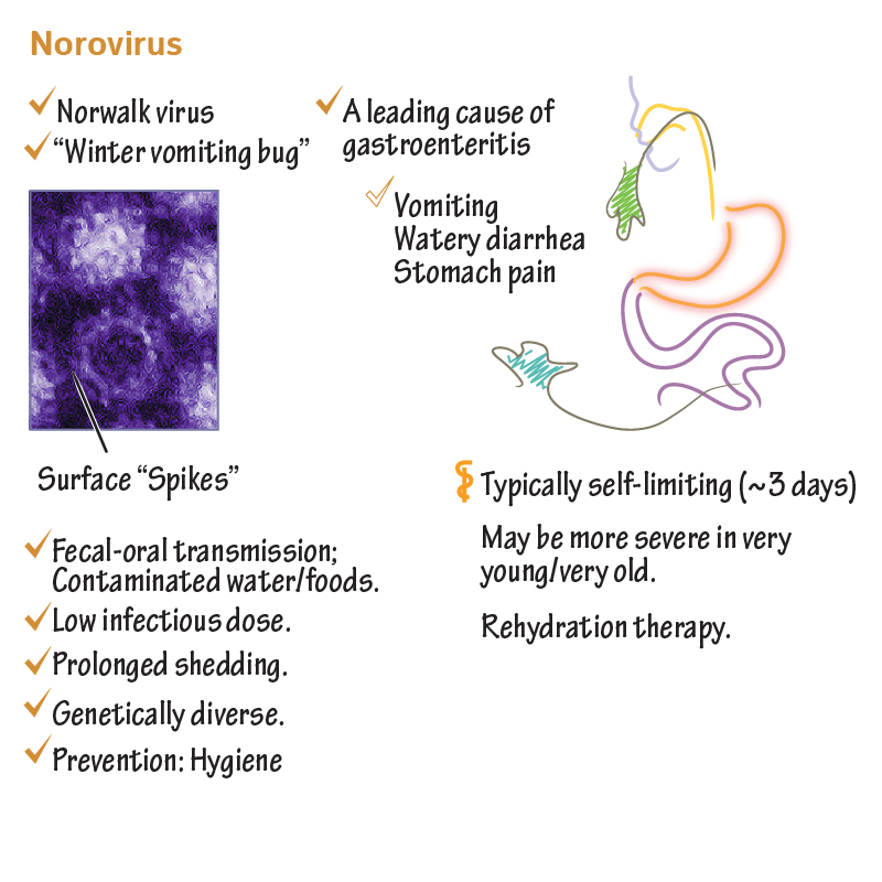 Immunology Microbiology Glossary Norovirus Caliciviridae Draw It 