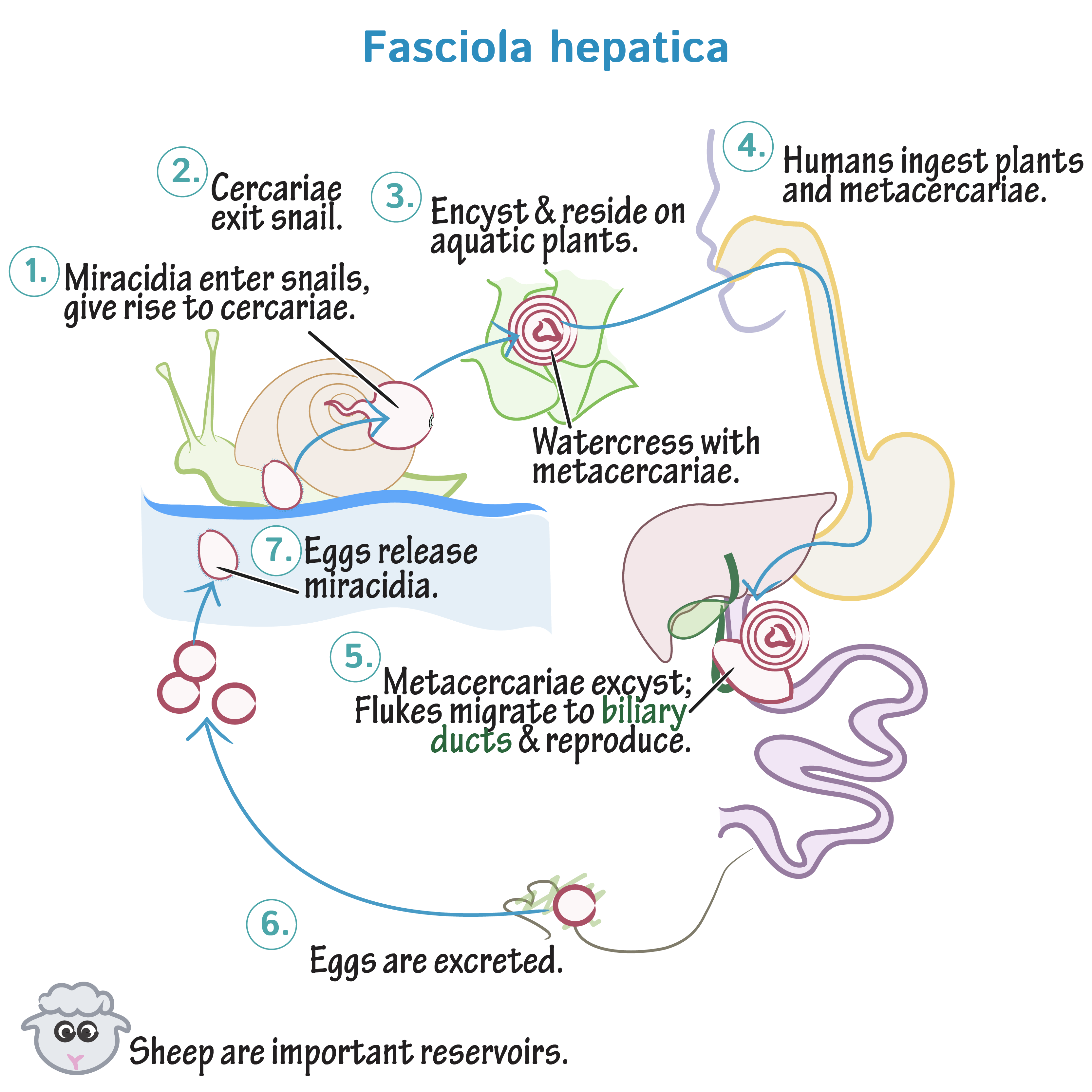 Fasciola Hepatica Life Cycle