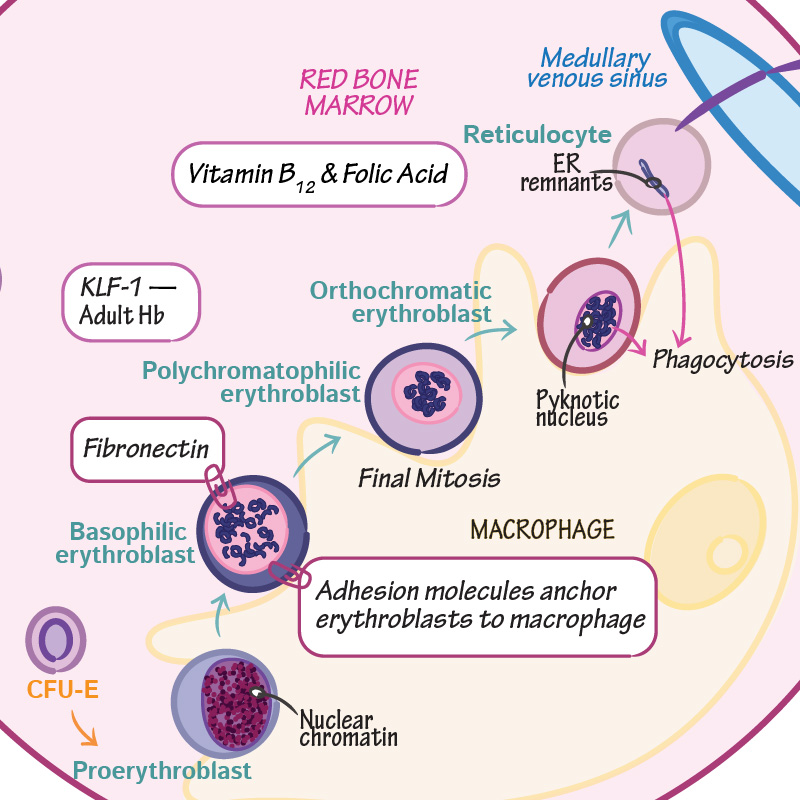 Erythropoiesis - Physiology Flashcards | ditki medical and biological ...