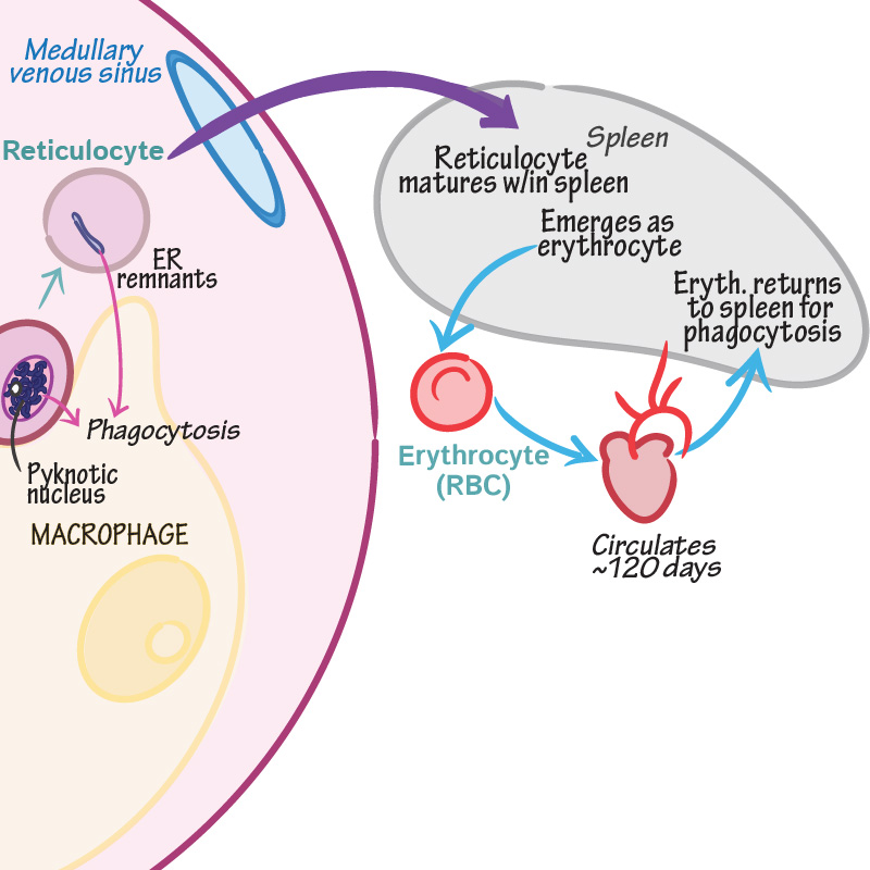 Erythropoiesis - Physiology Flashcards | ditki medical and biological ...