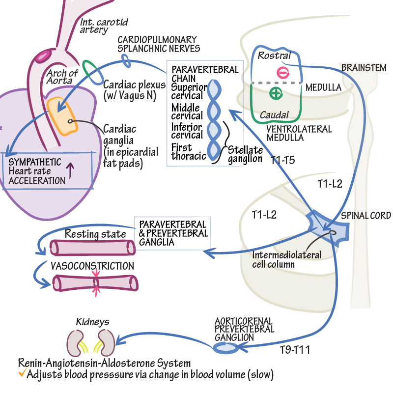 Baroreceptor Reflex - Physiology Flashcards | ditki medical and ...