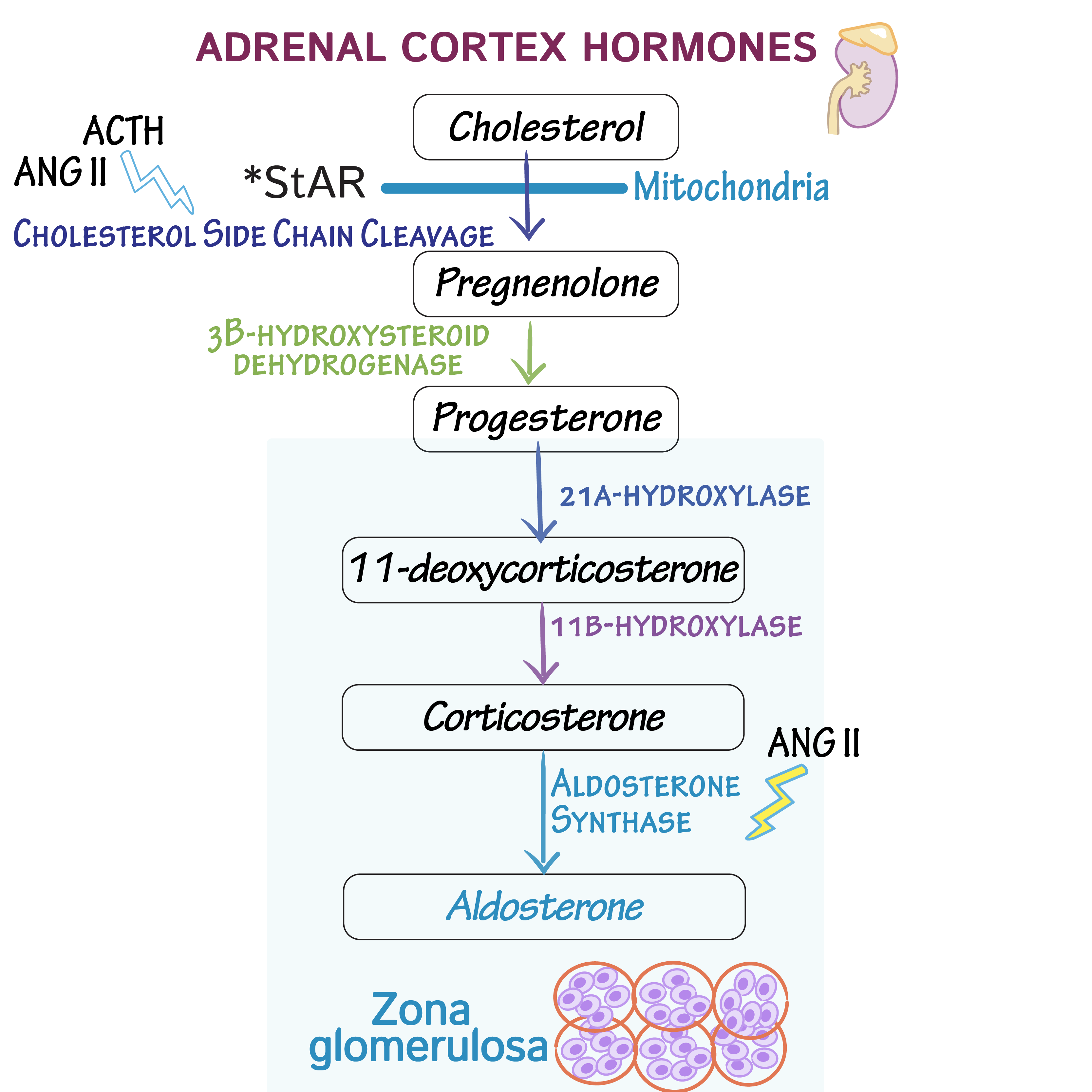 How Does The Adrenal Glands Secrete These Hormones So Quickly At Alex How Does The Adrenal Glands Secrete These Hormones So Quickly At Alex