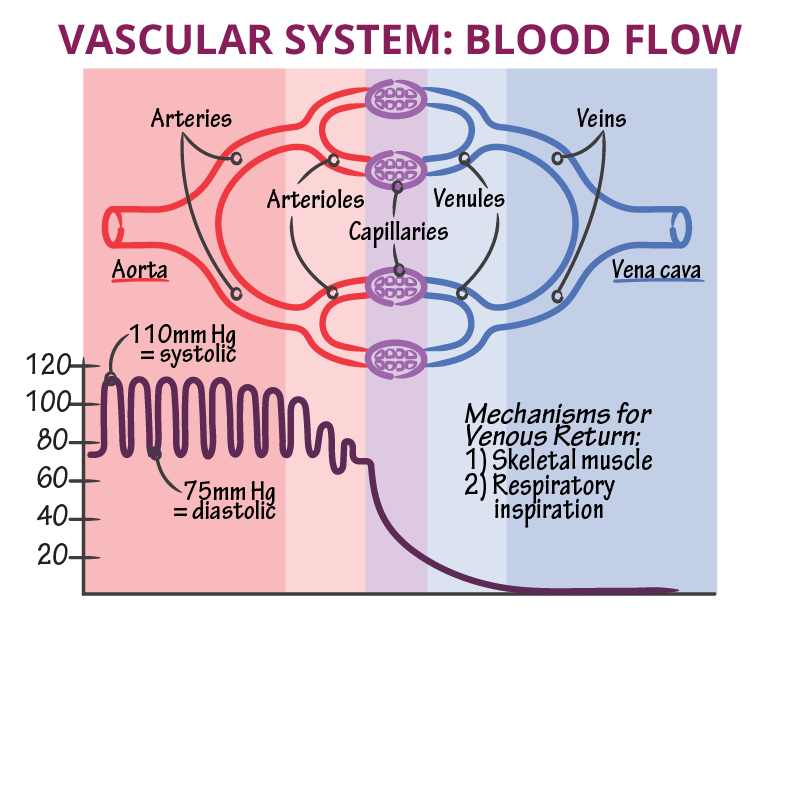 Blood Flow and Pressure (Fundamentals) - Anatomy & Physiology ...