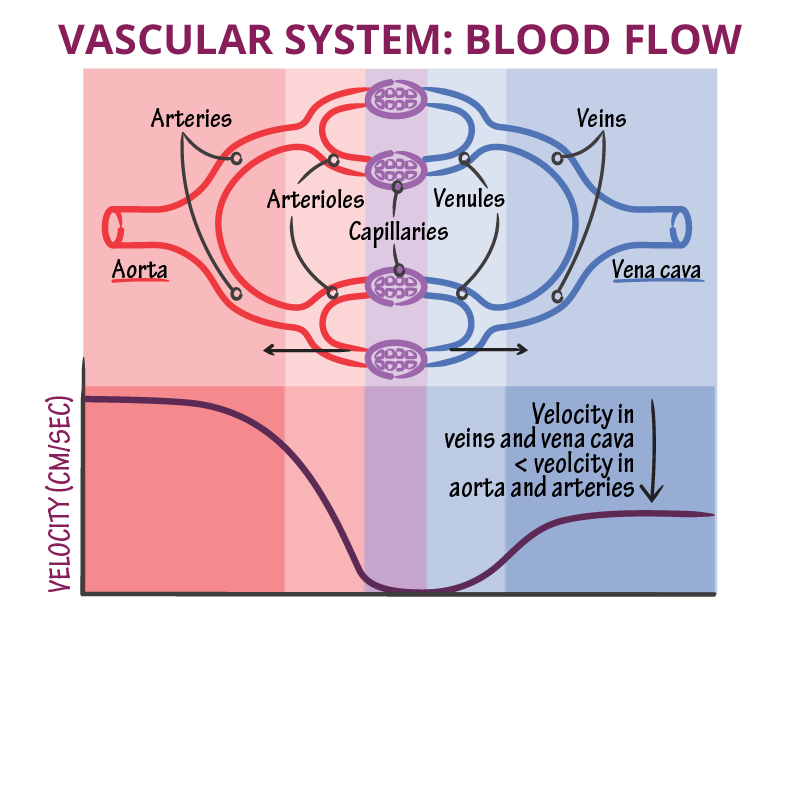 Blood Flow and Pressure (Fundamentals) - Anatomy & Physiology ...