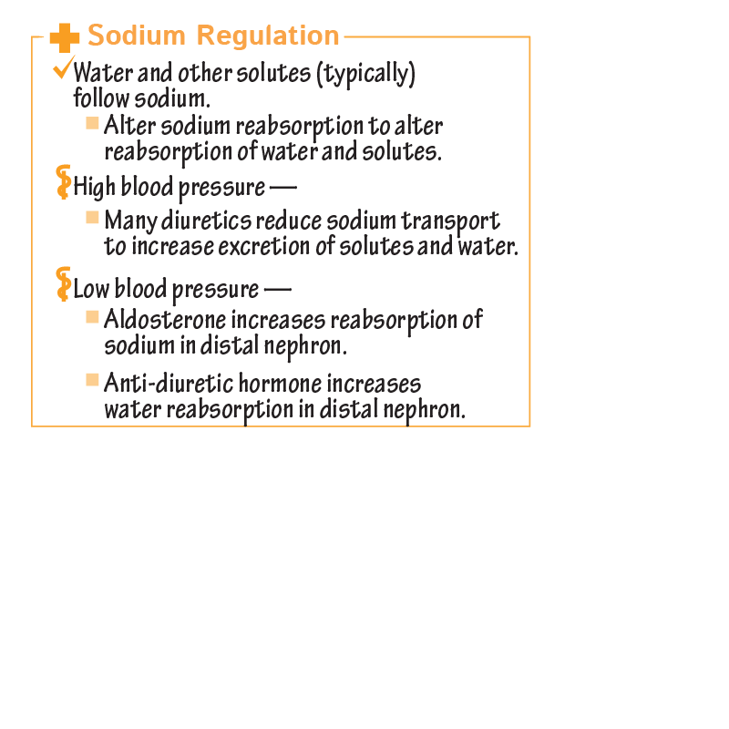 Physiology Glossary: Urine Formation (Overview) | ditki medical ...