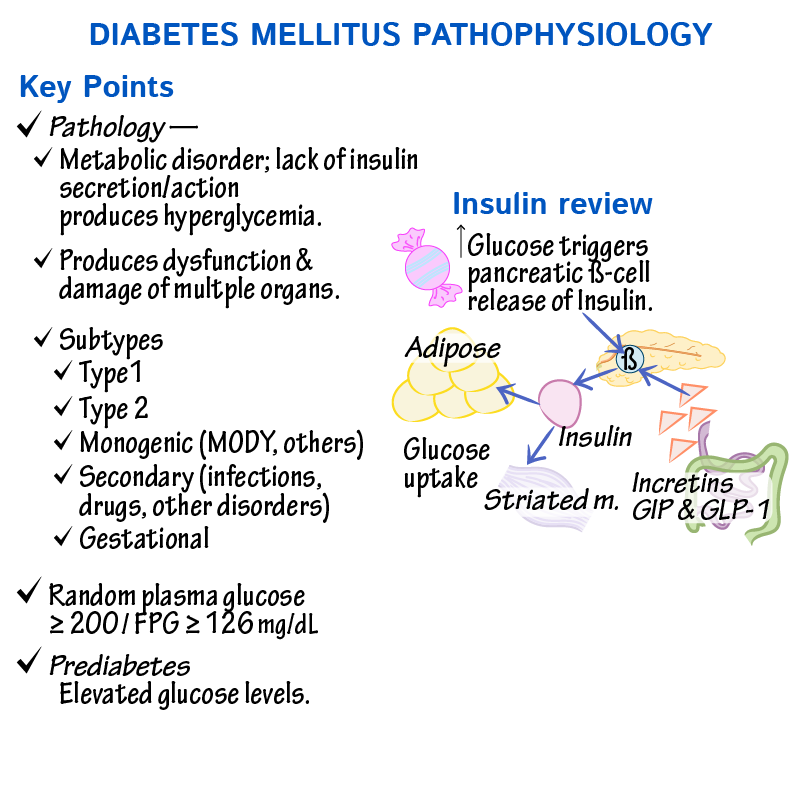 Pathology Glossary Diabetes Mellitus Pathophysiology Of Types 1 2 