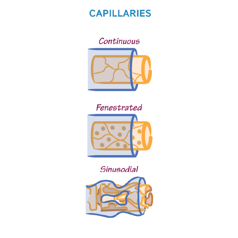 Capillary - Histology Flashcards | ditki medical and biological sciences