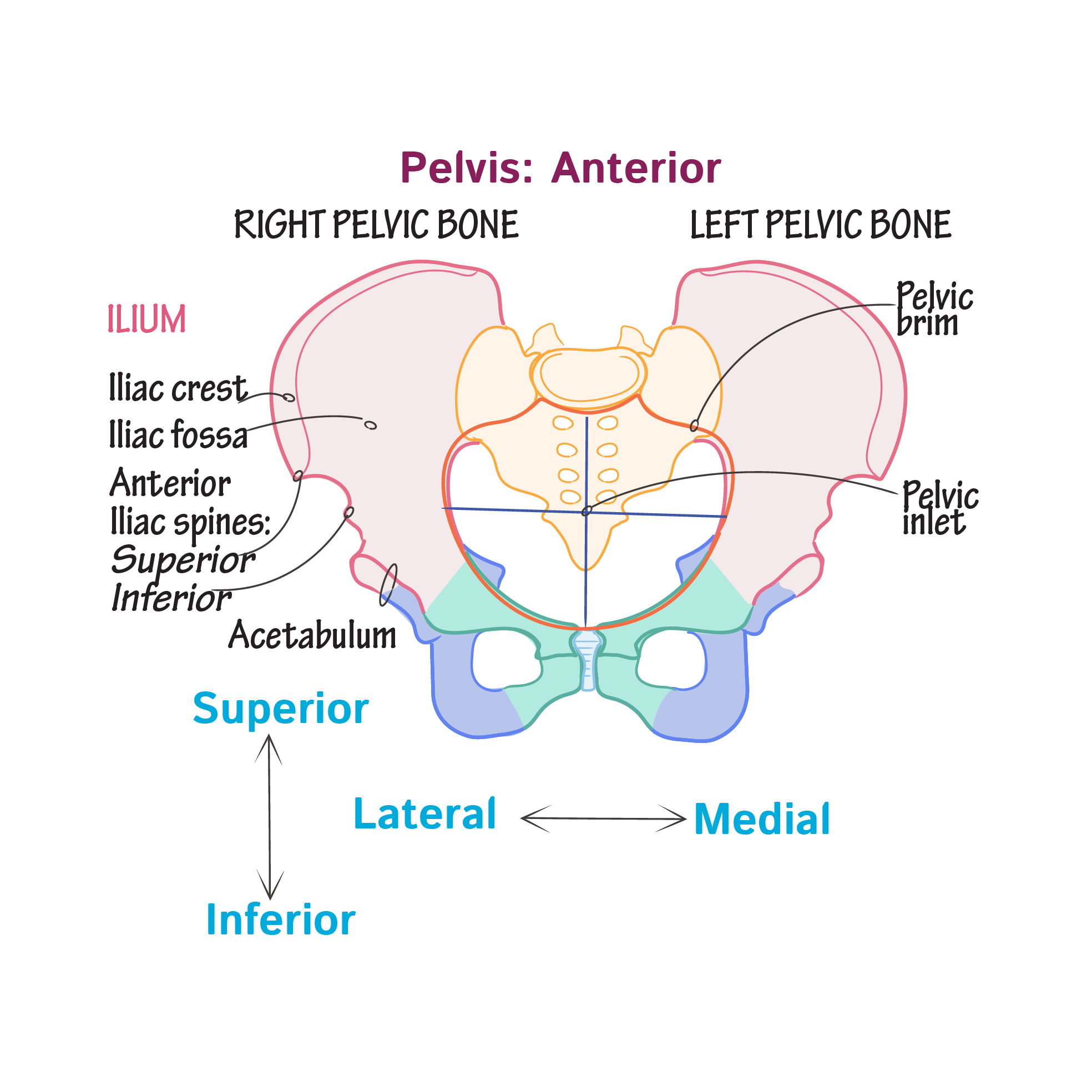 Gross Anatomy Glossary Pelvic Girdle Draw It To Know It