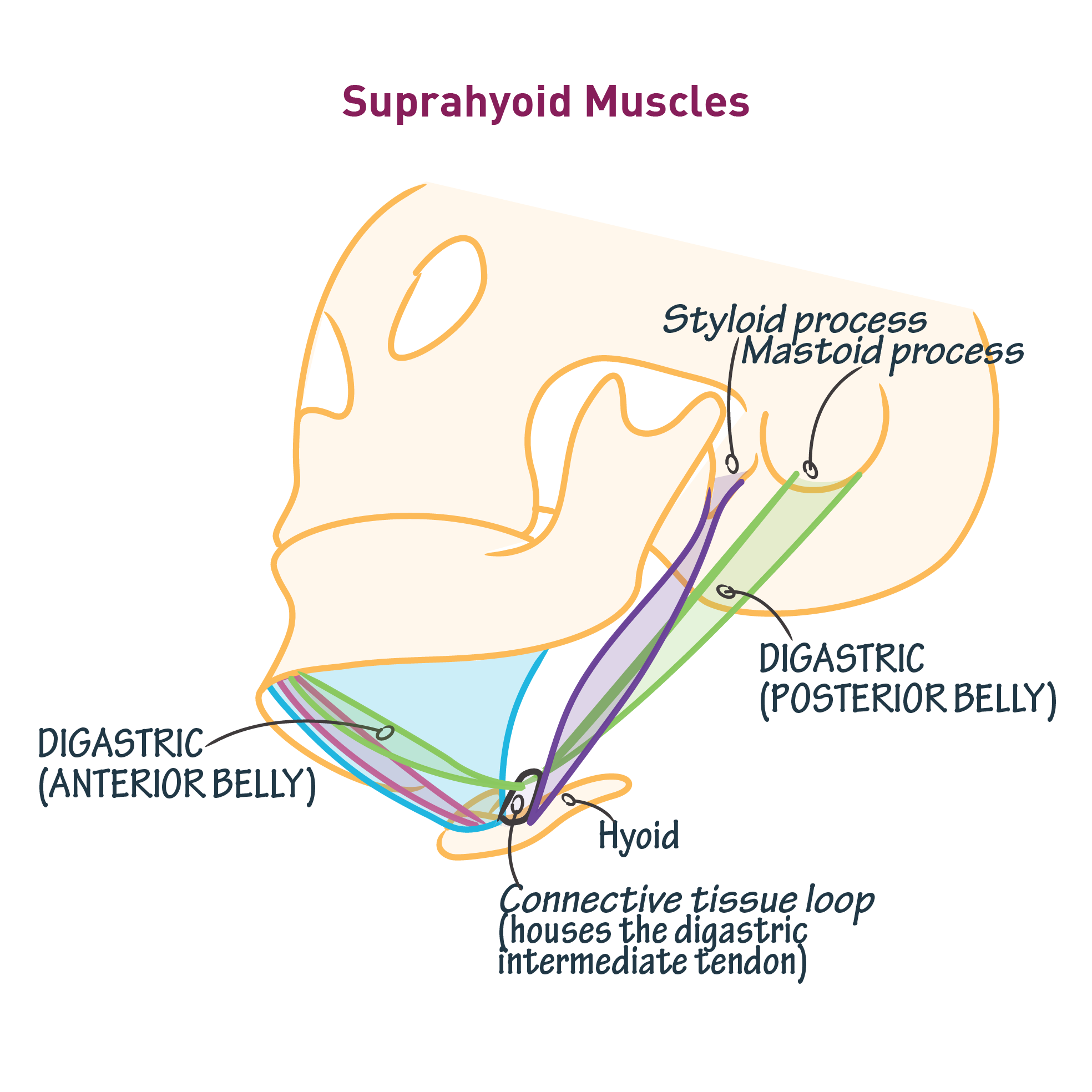 Gross Anatomy Glossary: Neck - Suprahyoid Muscles | Draw It to Know It