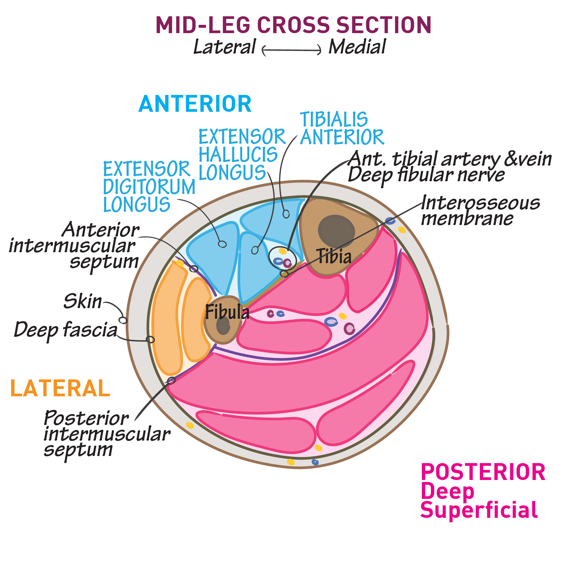 Gross Anatomy Glossary Leg Cross Section Draw It To Know It Gross Anatomy Glossary Leg Cross Section Draw It To Know It