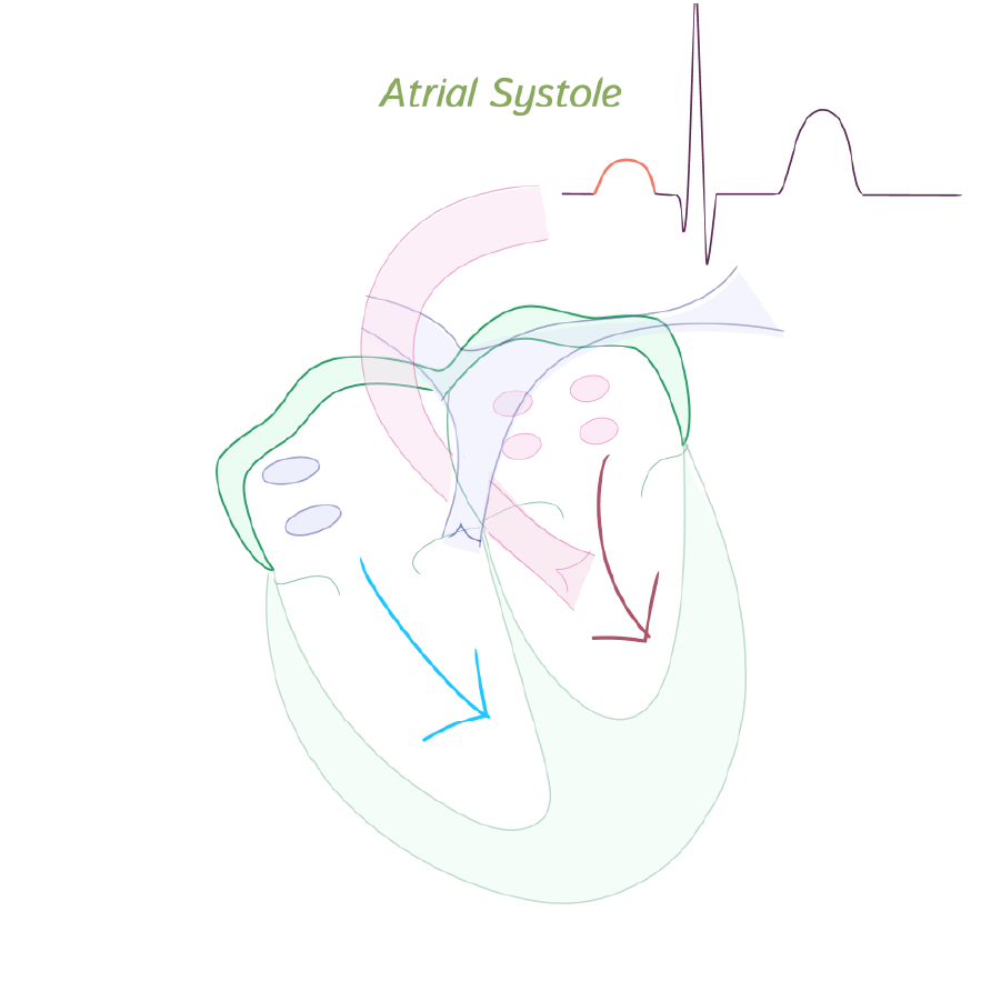 Cardiac Cycle - Physiology Flashcards | ditki medical and biological ...