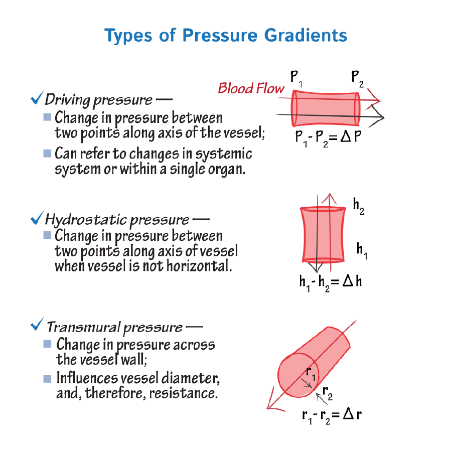 Blood Pressure (Advanced) - Physiology Flashcards | ditki medical and ...