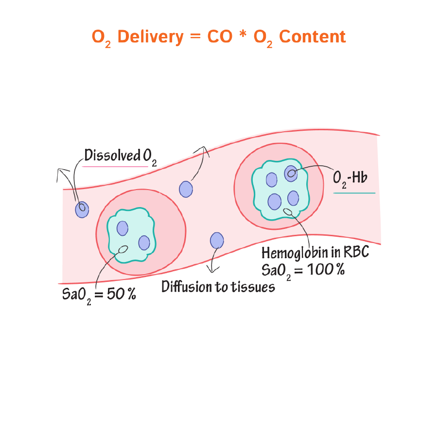Physiology Glossary: Blood Oxygen Content | ditki medical & biological ...