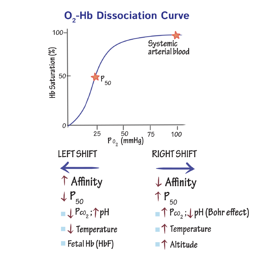 Physiology Glossary: Blood Oxygen Content | ditki medical & biological ...