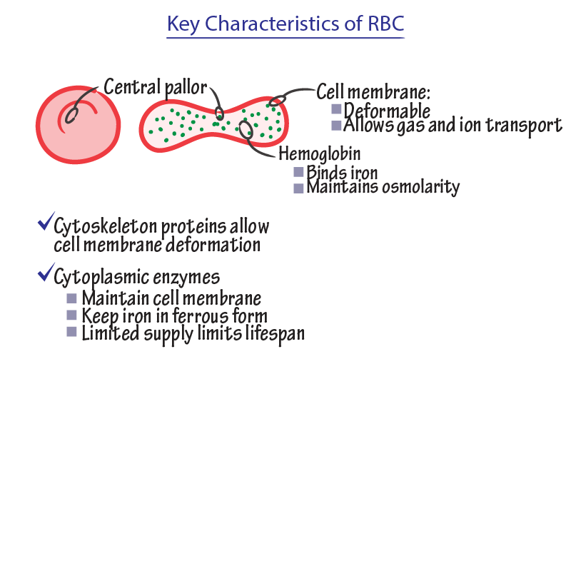 Regulation of Erythropoiesis & Removal of RBC - Physiology Flashcards ...