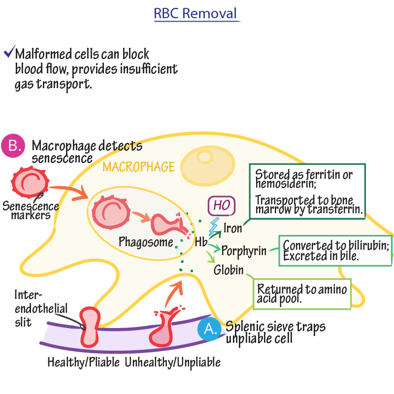 Regulation of Erythropoiesis & Removal of RBC - Physiology Flashcards ...
