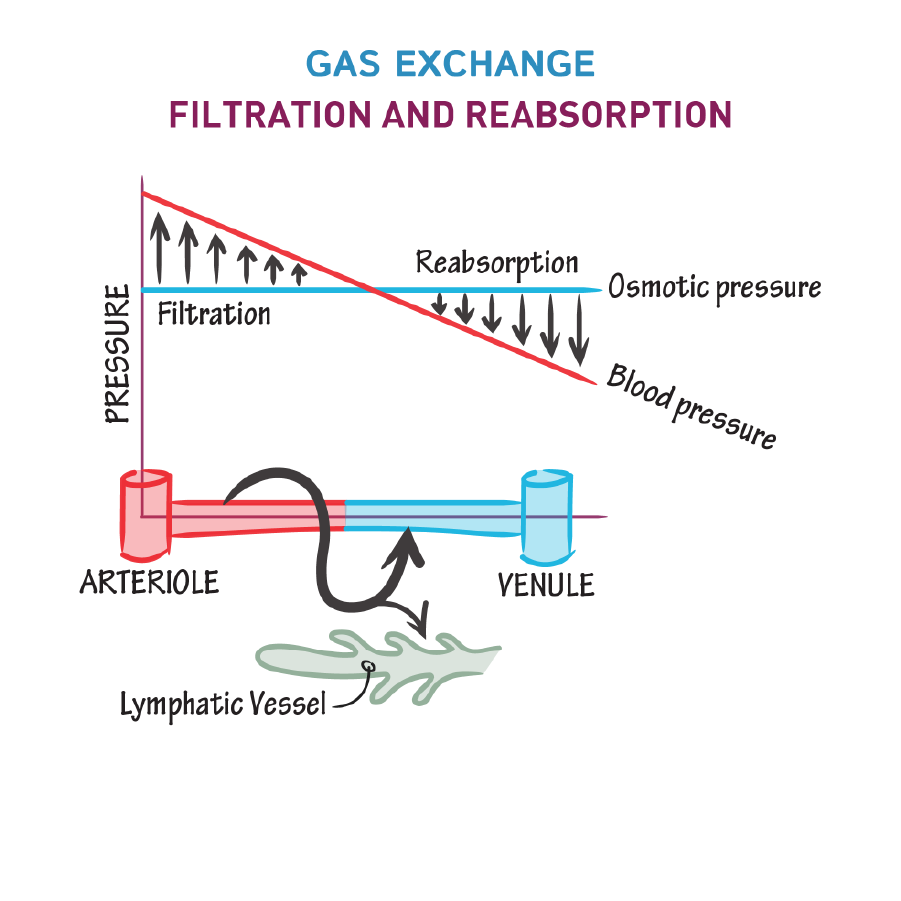 Capillary Exchange - Physiology Flashcards | ditki medical and ...