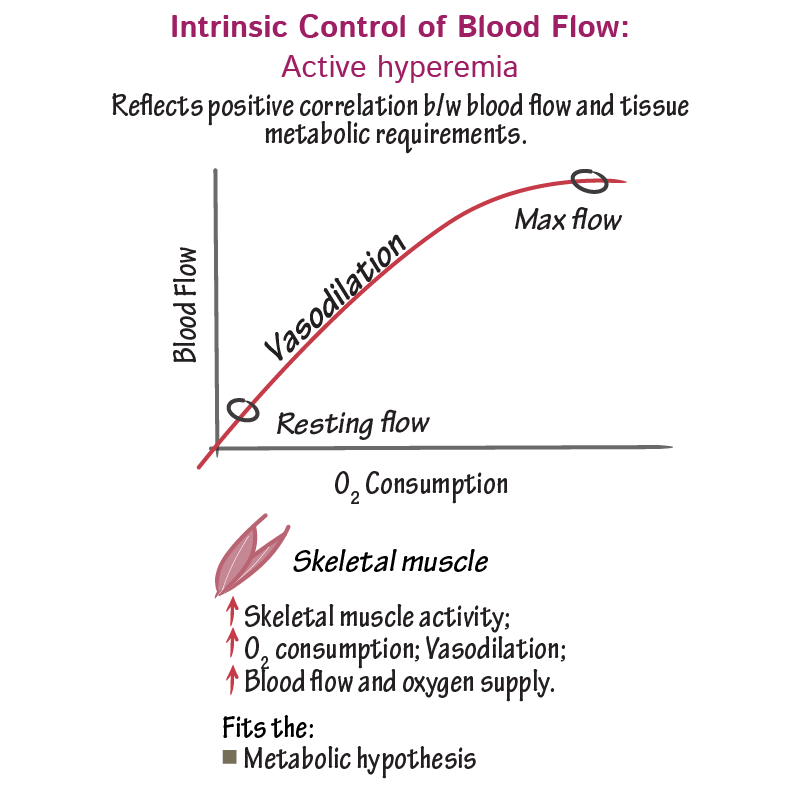 Intrinsic Blood Flow Regulation - Physiology Flashcards | ditki medical ...
