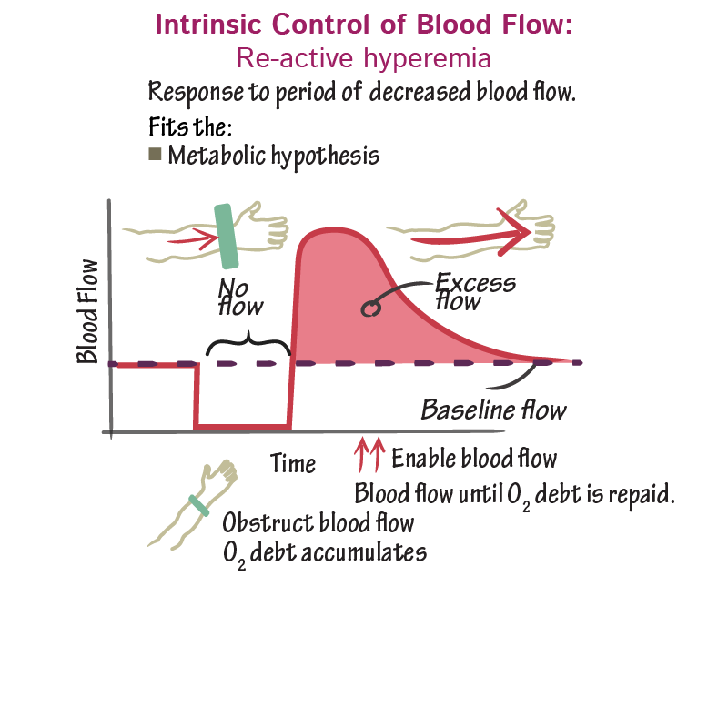 Intrinsic Blood Flow Regulation - Physiology Flashcards | ditki medical ...
