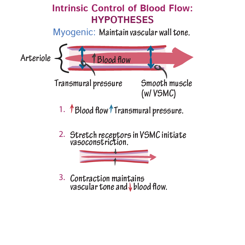 Intrinsic Blood Flow Regulation - Physiology Flashcards | ditki medical ...
