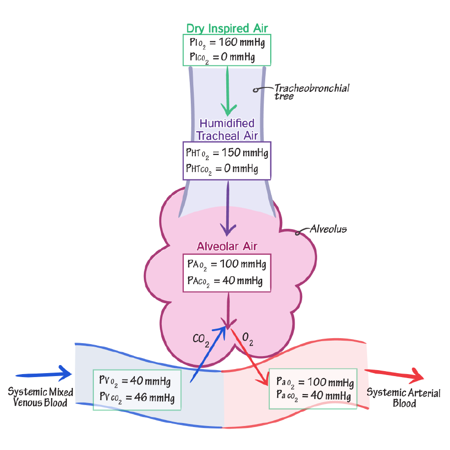 Physiology Glossary Gas Exchange Advanced Draw It To Know It