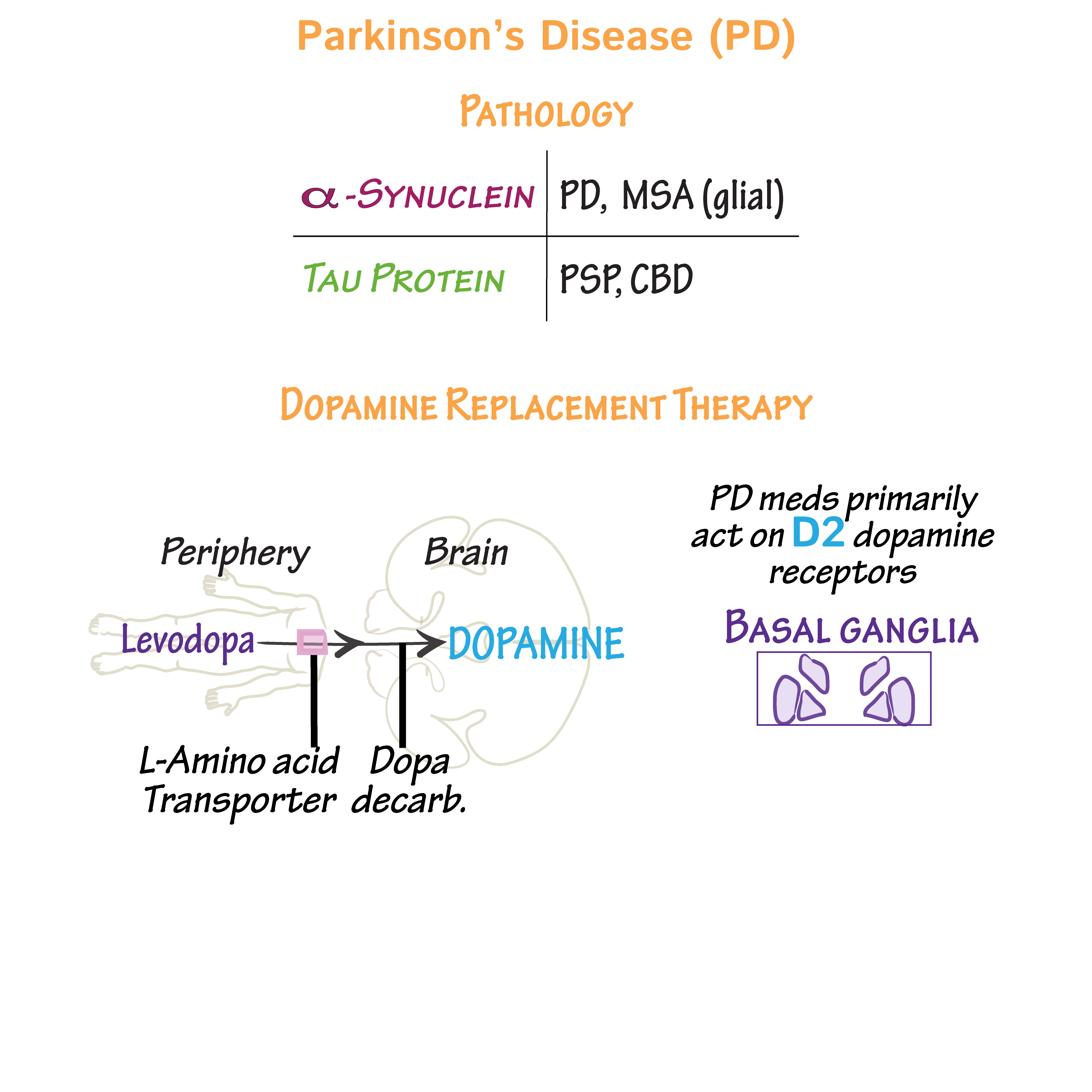 Neuroanatomy Glossary: Parkinson's Disease | ditki medical & biological ...
