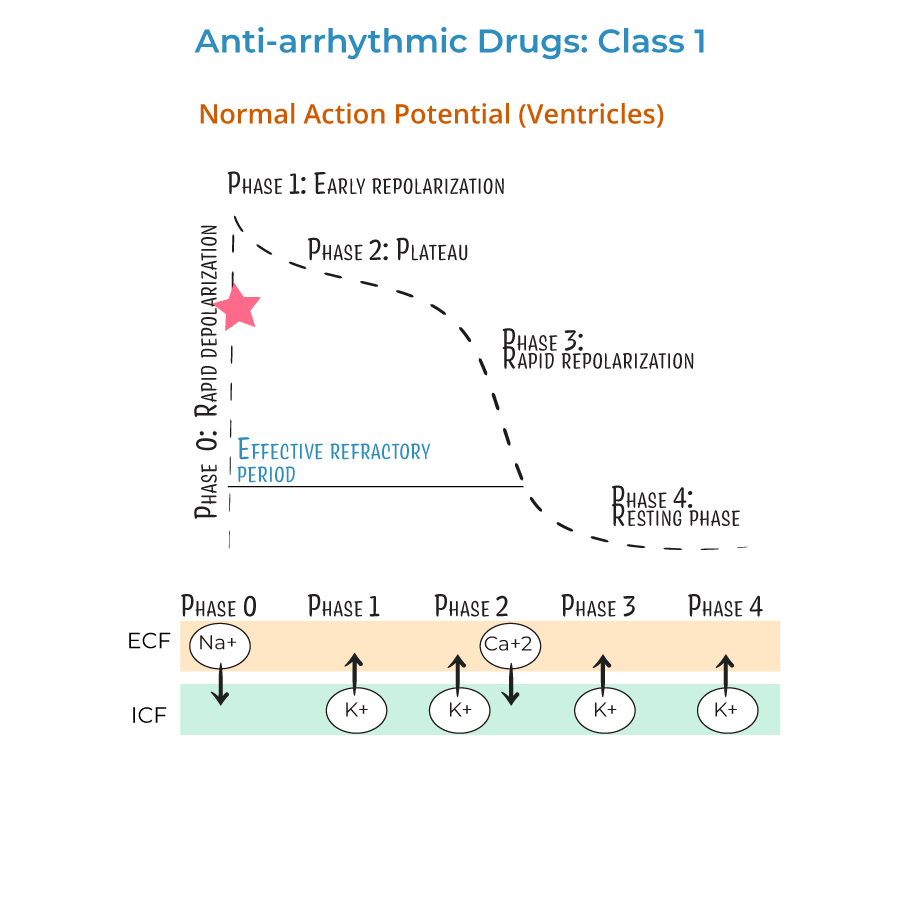 Clinical Pharmacology Glossary: Anti-arrhythmic Drugs: Class I | ditki ...