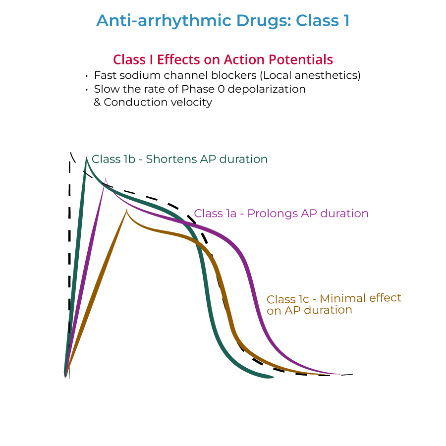 Clinical Pharmacology Glossary: Anti-arrhythmic Drugs: Class I | ditki medical & biological sciences