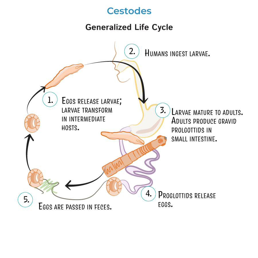 Immunology / Microbiology Glossary: Cestodes: Overview | ditki medical ... Immunology / Microbiology Glossary: Cestodes: Overview | ditki medical ...