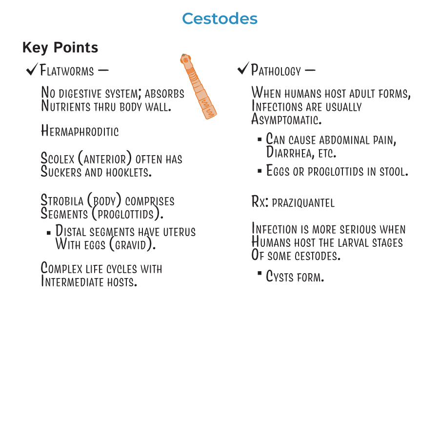Immunology / Microbiology Glossary: Cestodes: Overview | ditki medical ... Immunology / Microbiology Glossary: Cestodes: Overview | ditki medical ...