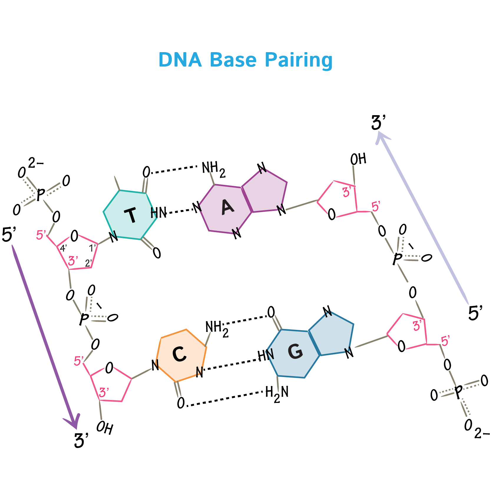 Base Pairing In Dna