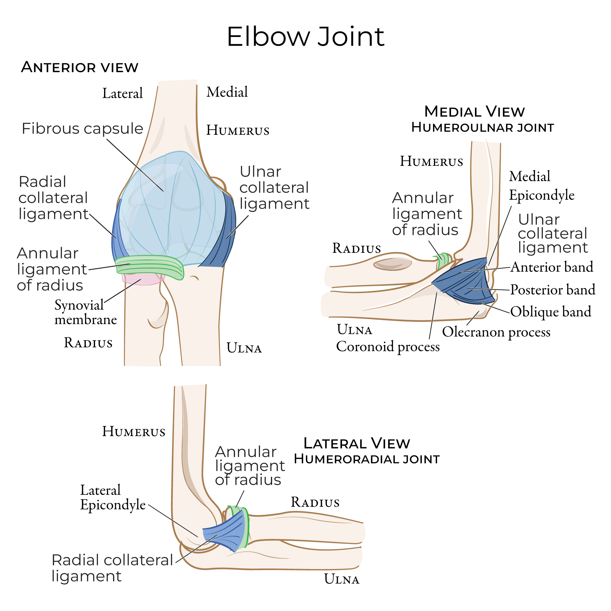Gross Anatomy Glossary: Elbow Joint | ditki medical & biological sciences