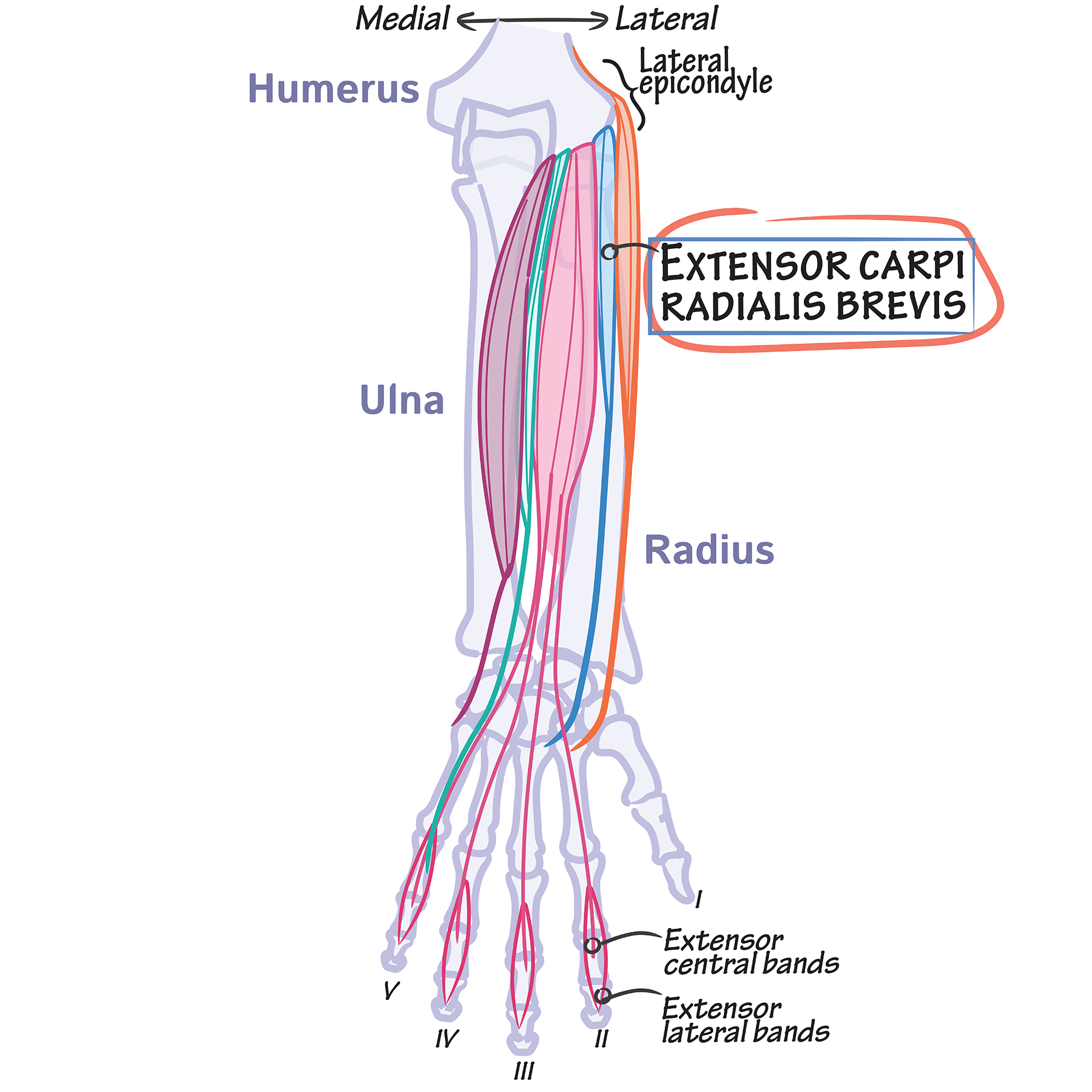 Gross Anatomy Glossary Extensor Carpi Radialis longus And Brevis Gross Anatomy Glossary Extensor Carpi Radialis longus And Brevis