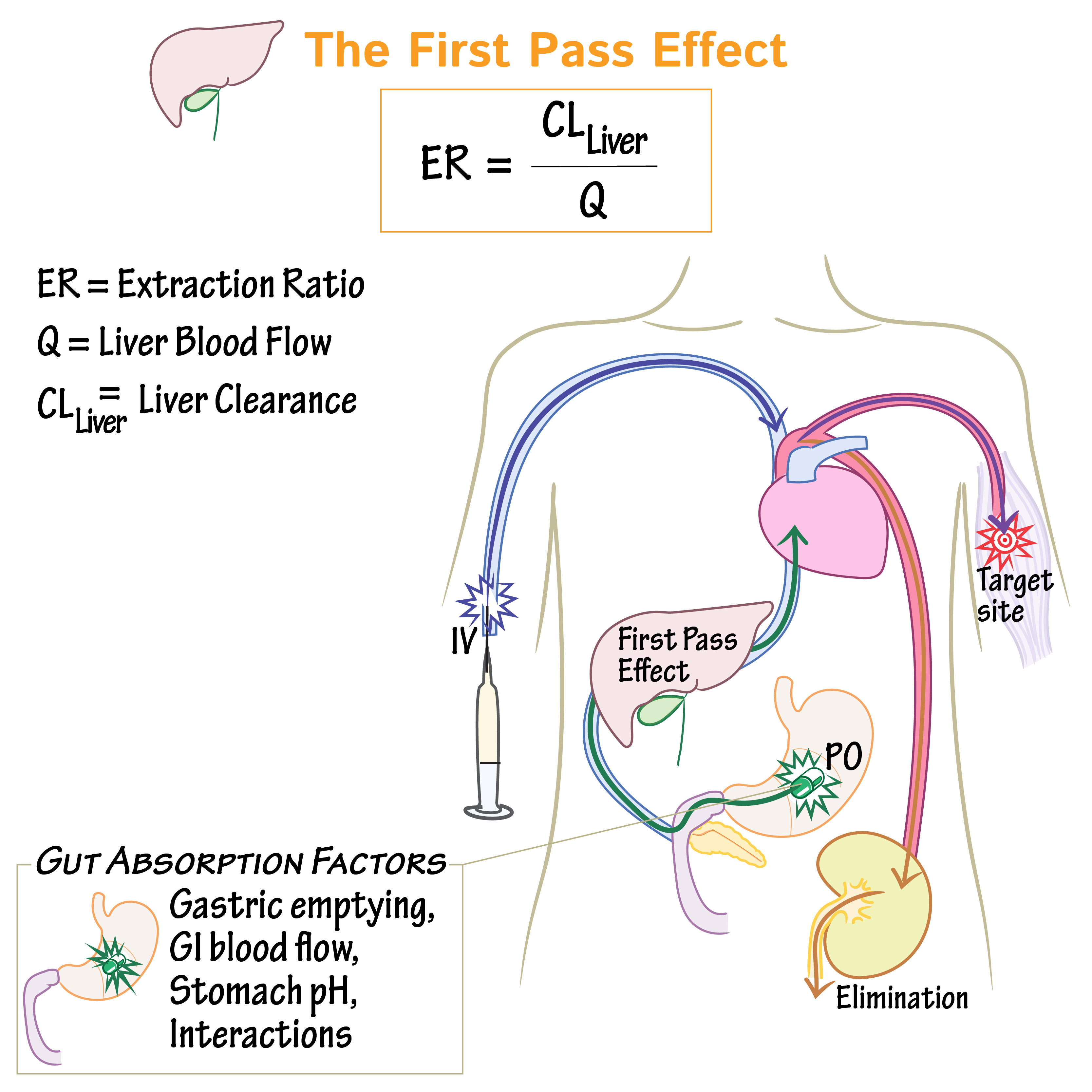 Clinical Pharmacology Glossary: Extraction Ratio (The First Pass Effect ...