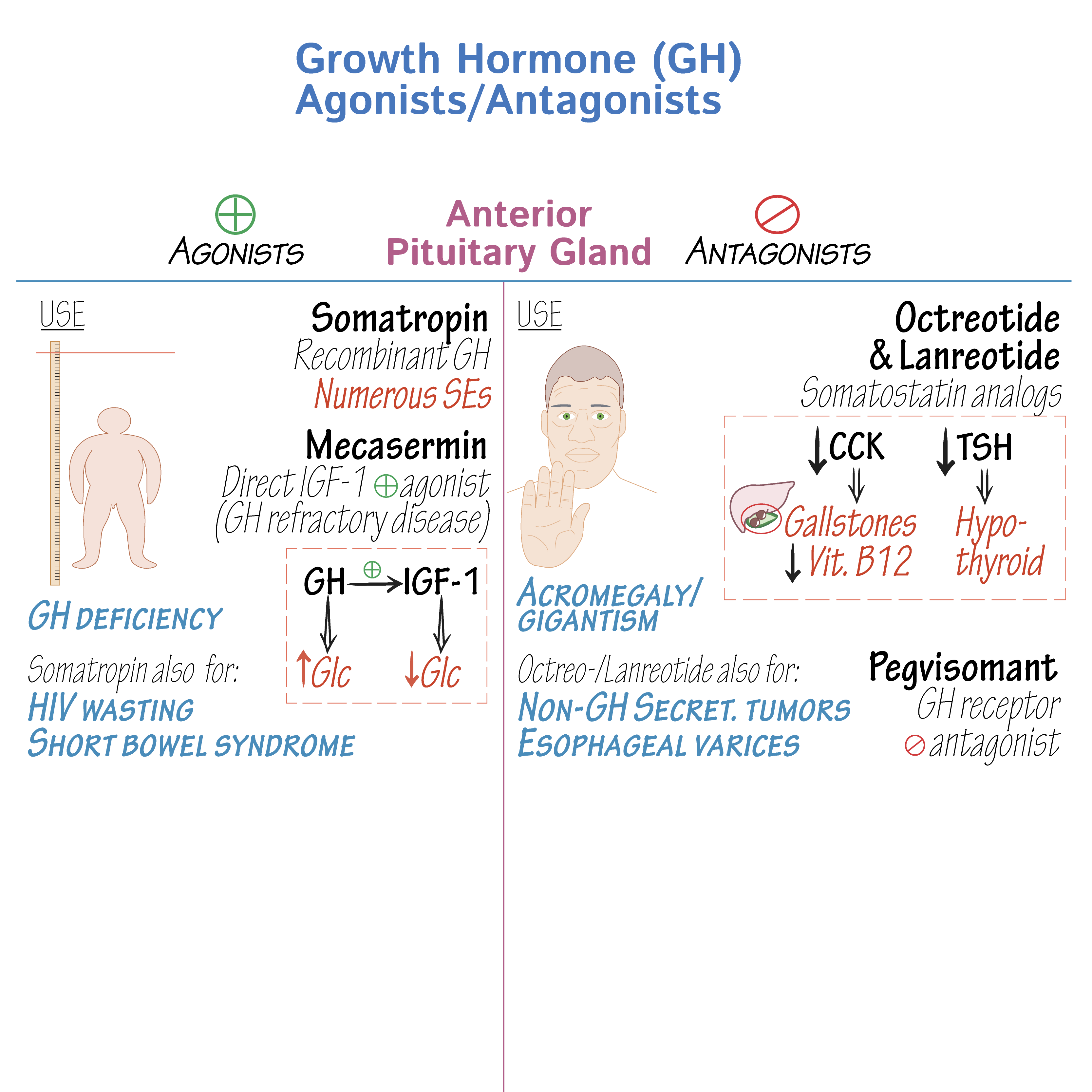 Clinical Pharmacology Glossary: Growth Hormone (GH) Agonists & Antagonists | ditki medical ...