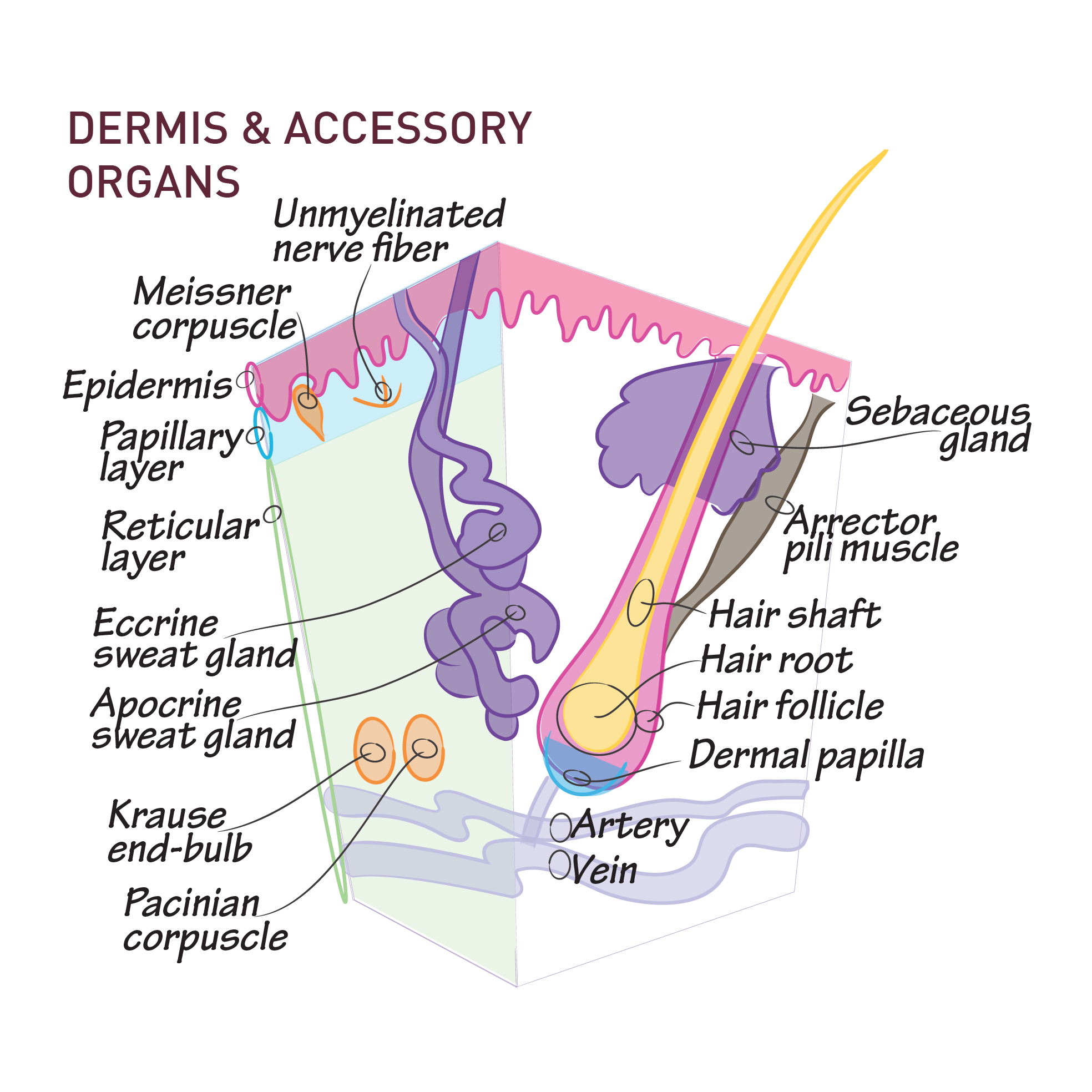 Histology Glossary: Integument (skin) | ditki medical & biological sciences
