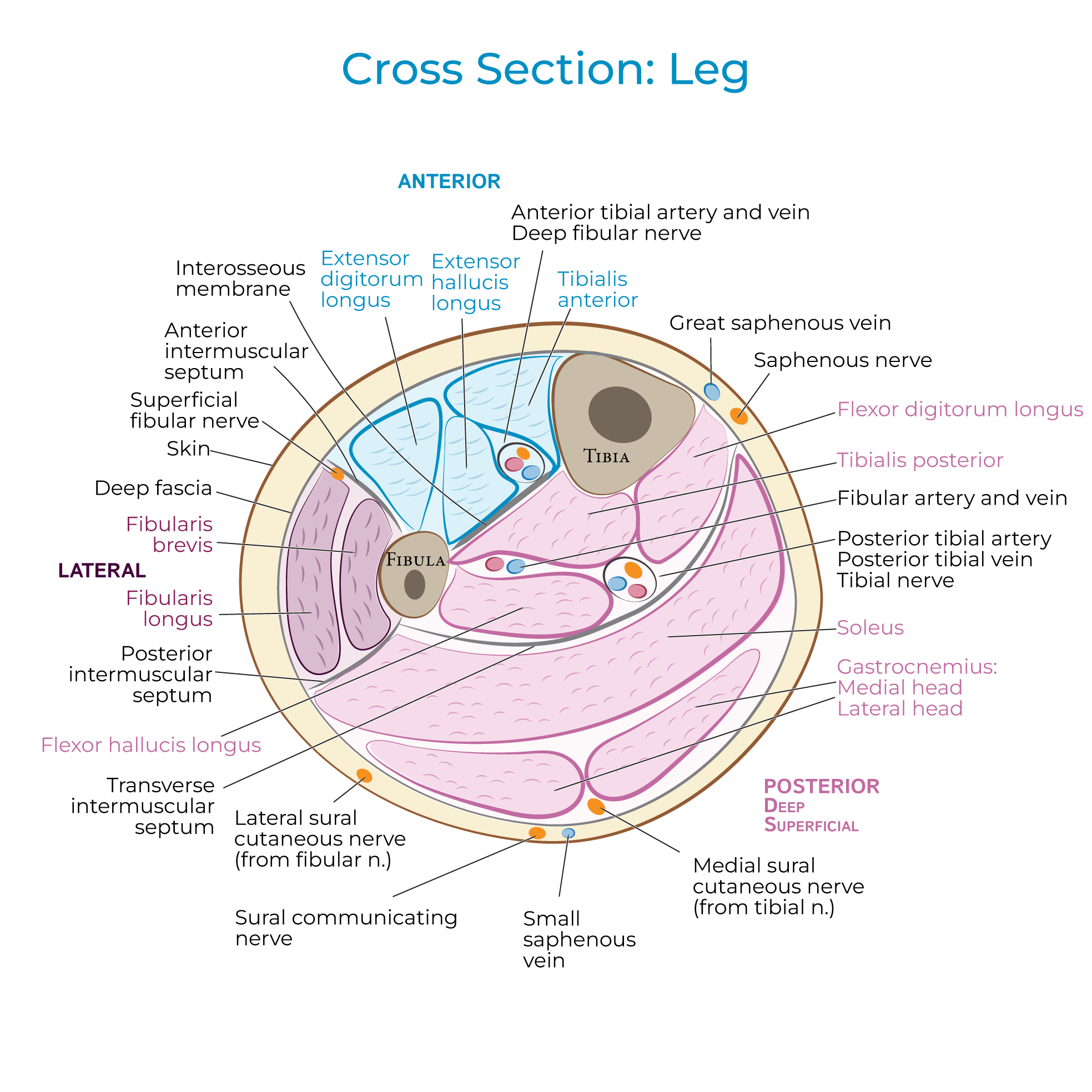 Gross Anatomy Glossary: Leg - Cross Section | ditki medical ...