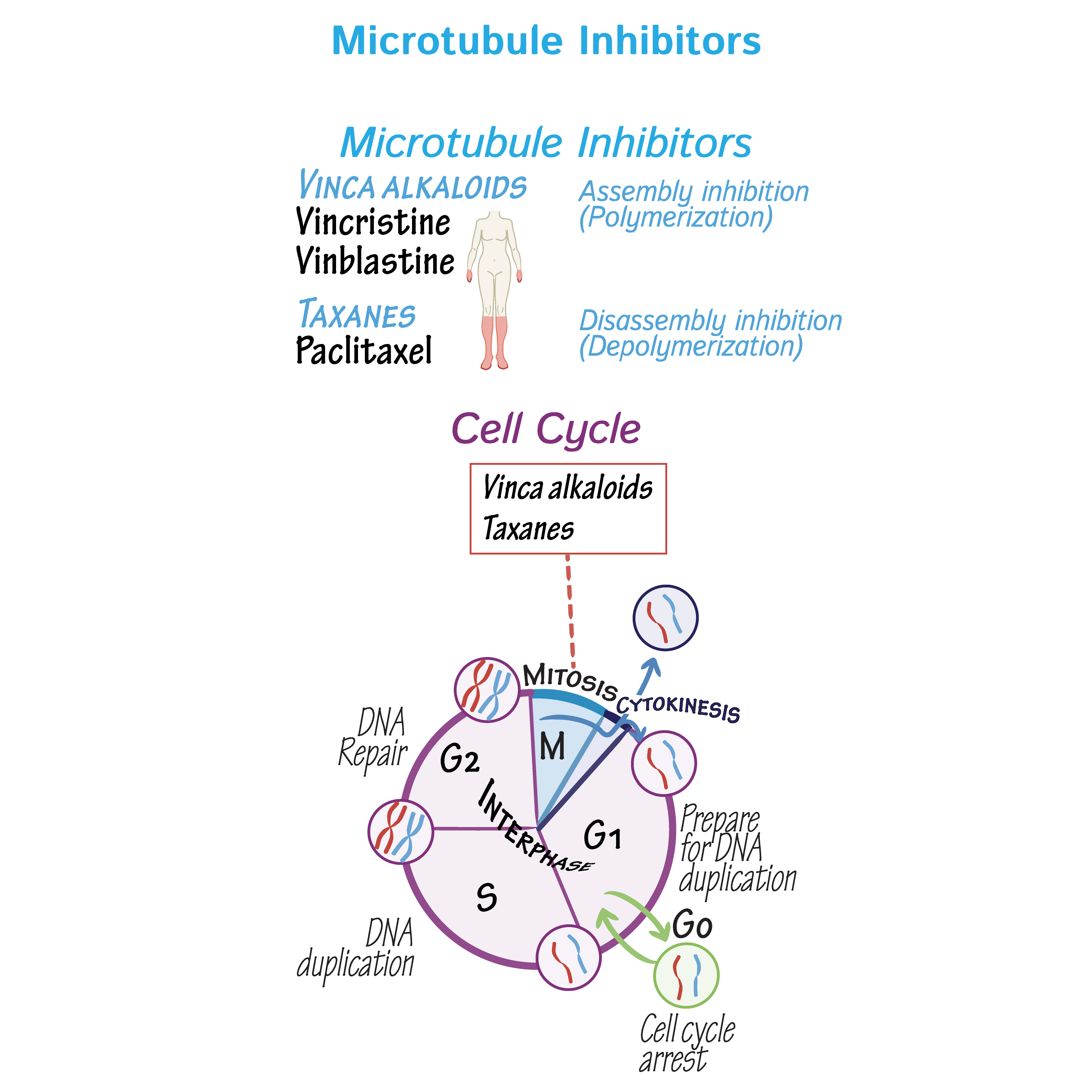 Clinical Pharmacology Glossary: Microtubule Inhibitors | ditki medical & biological sciences