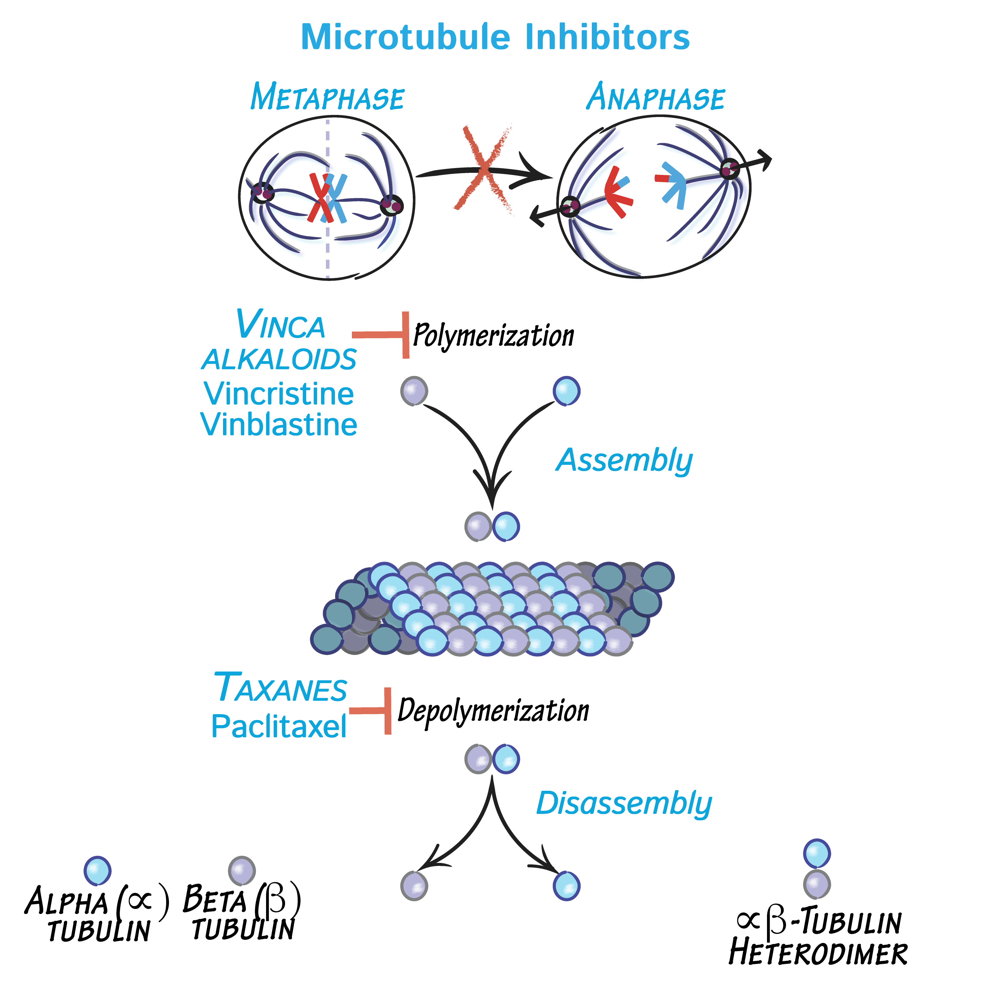 Clinical Pharmacology Glossary: Microtubule Inhibitors | ditki medical & biological sciences