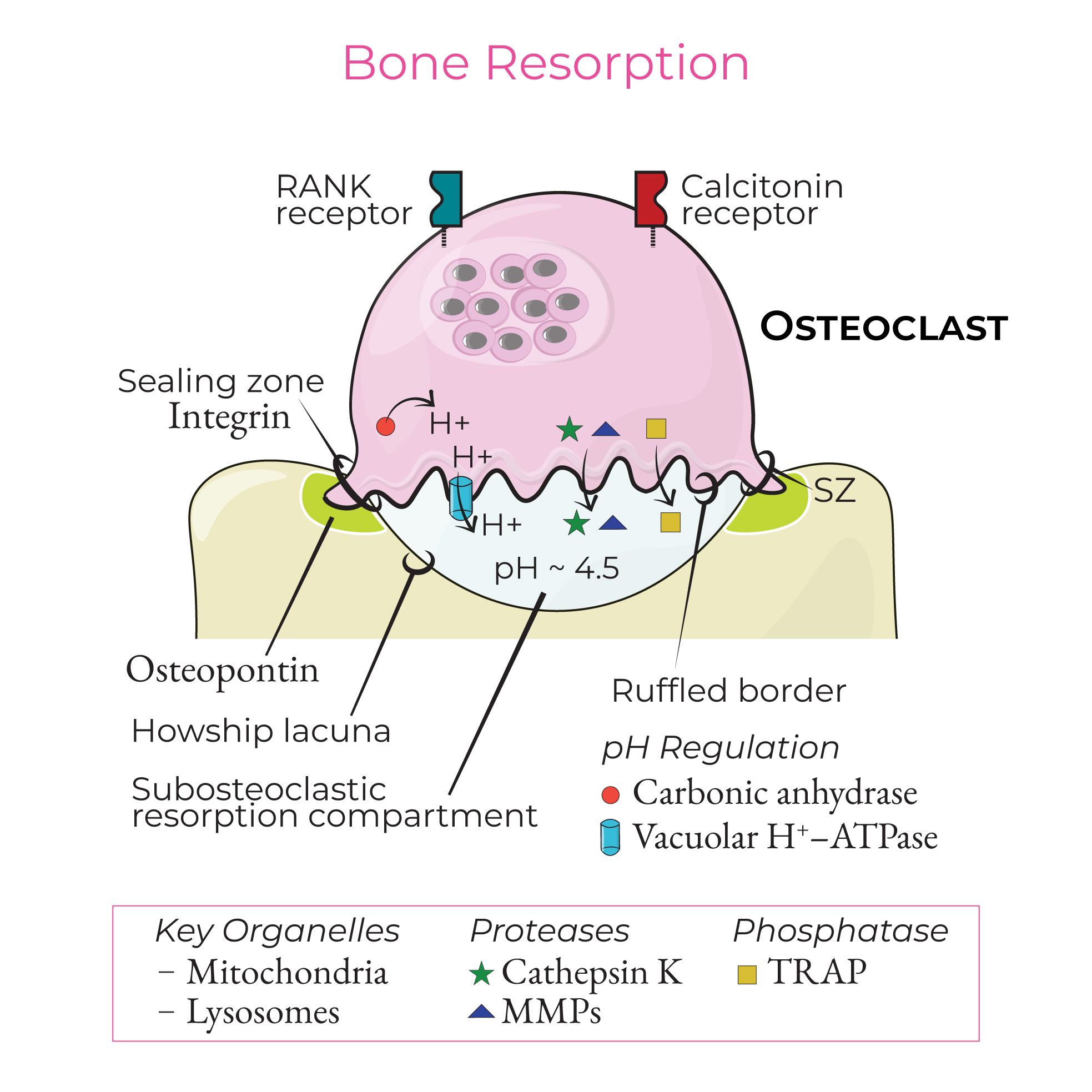 Histology Glossary: Osteoclast | ditki medical & biological sciences