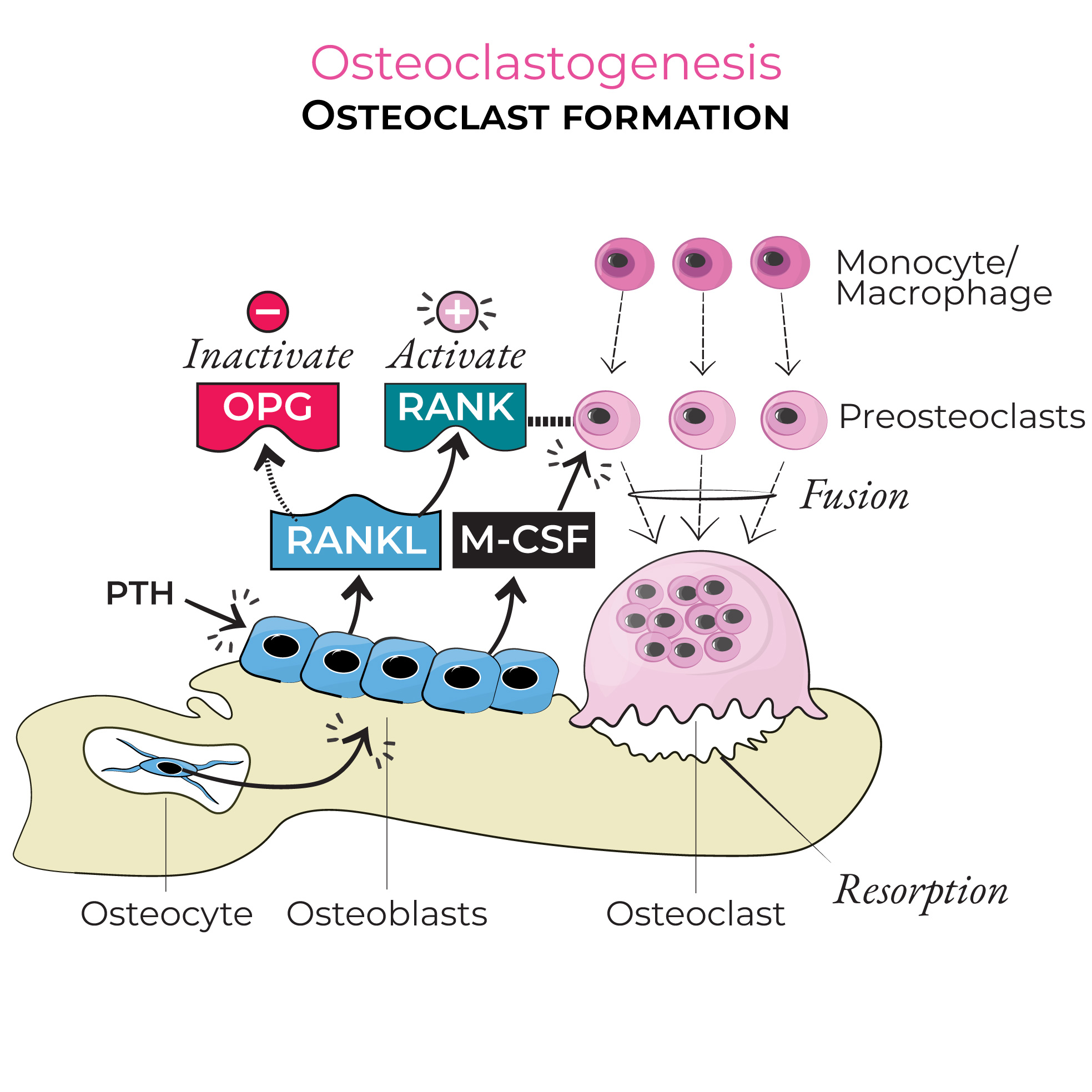 Physiology Glossary: Osteoclastogenesis | ditki medical & biological sciences