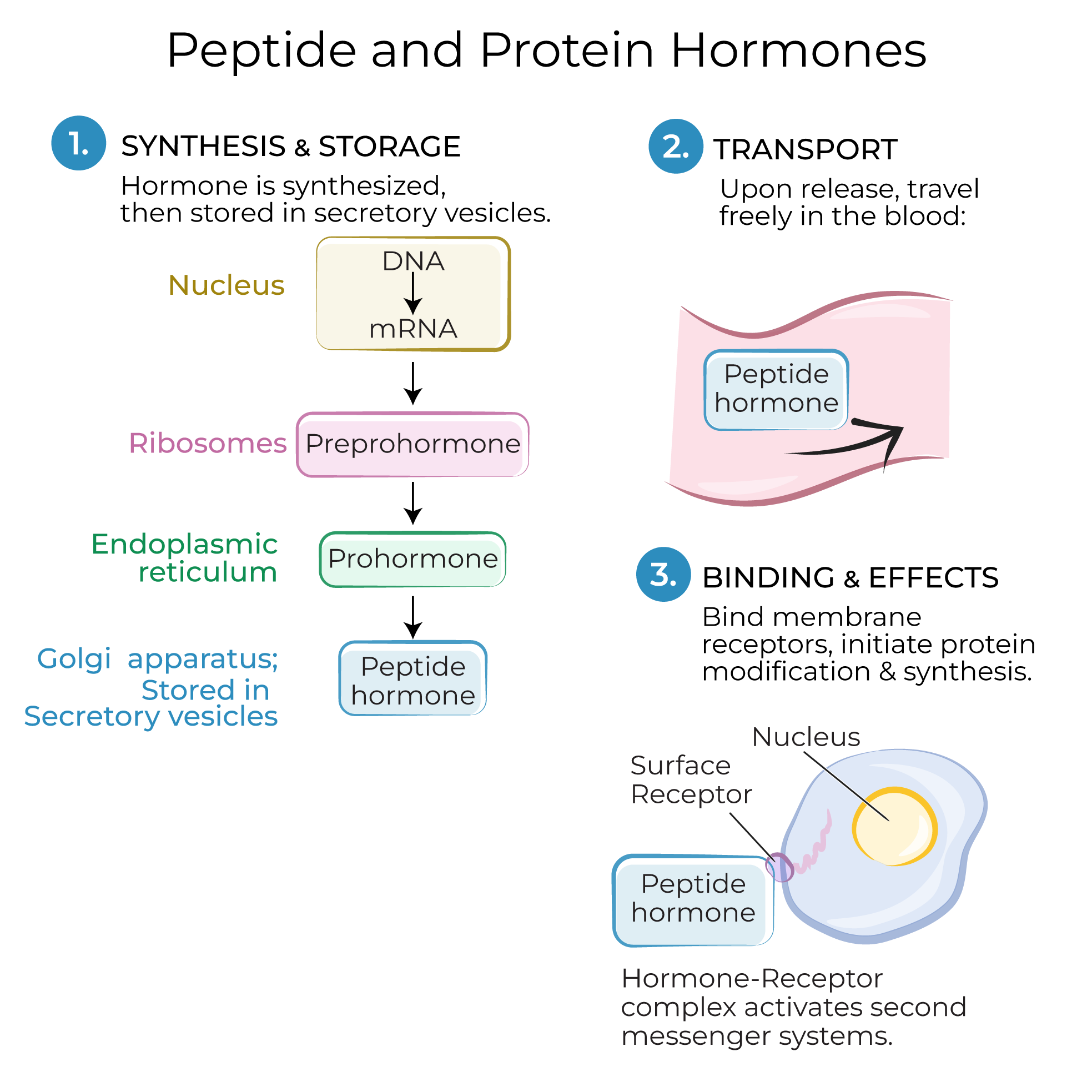 Physiology Glossary: Hormones - Synthesis, Transport, and Effects | ditki medical & biological ...