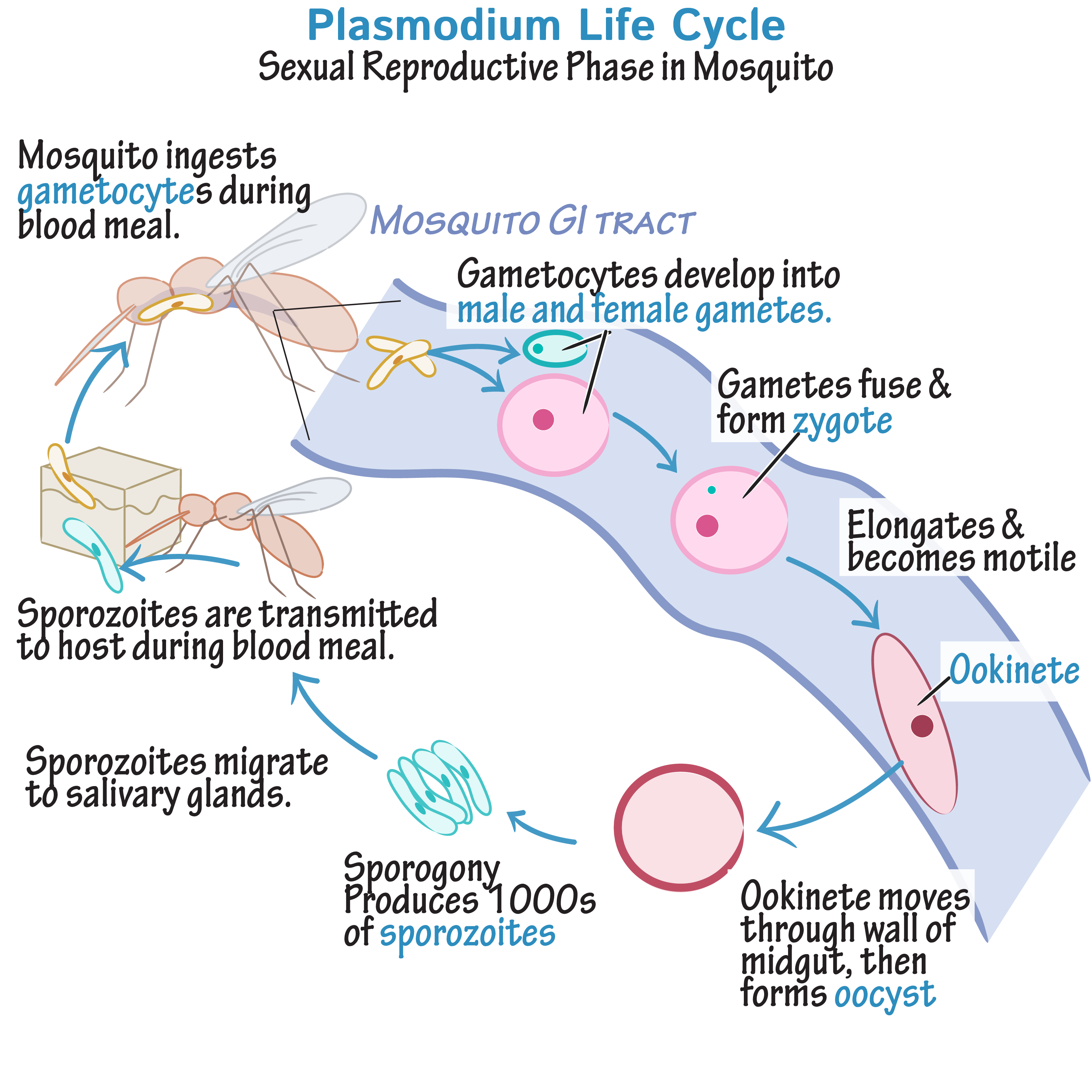 Immunology Microbiology Glossary Protozoa Plasmodium Life Cycle