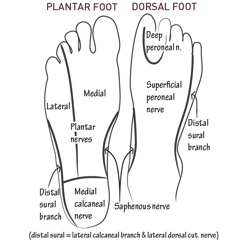Neuroanatomy Glossary: Sensory Map - Lower Extremity | ditki medical ...